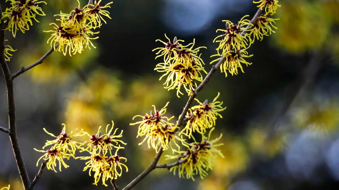The Benefits of Using Witch Hazel After Shaving – Elixir of Skin